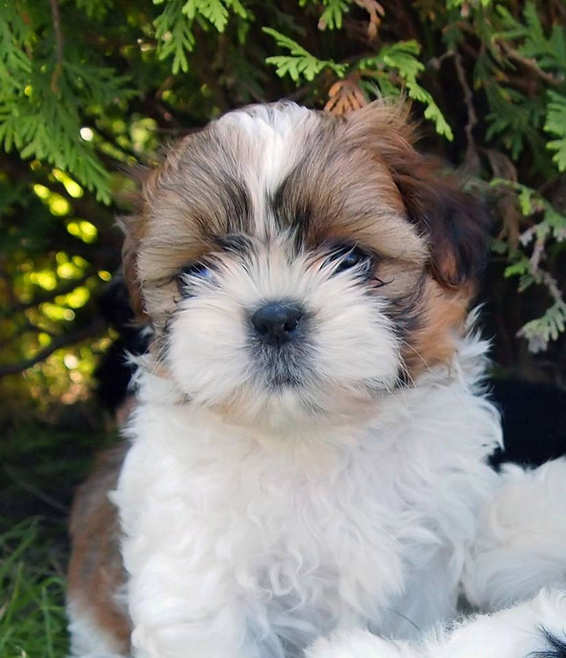 Szczeniaki Shih-Tzu ZKWP FCI 2014 - Elmandi - Hodowla Shih Tzu ...